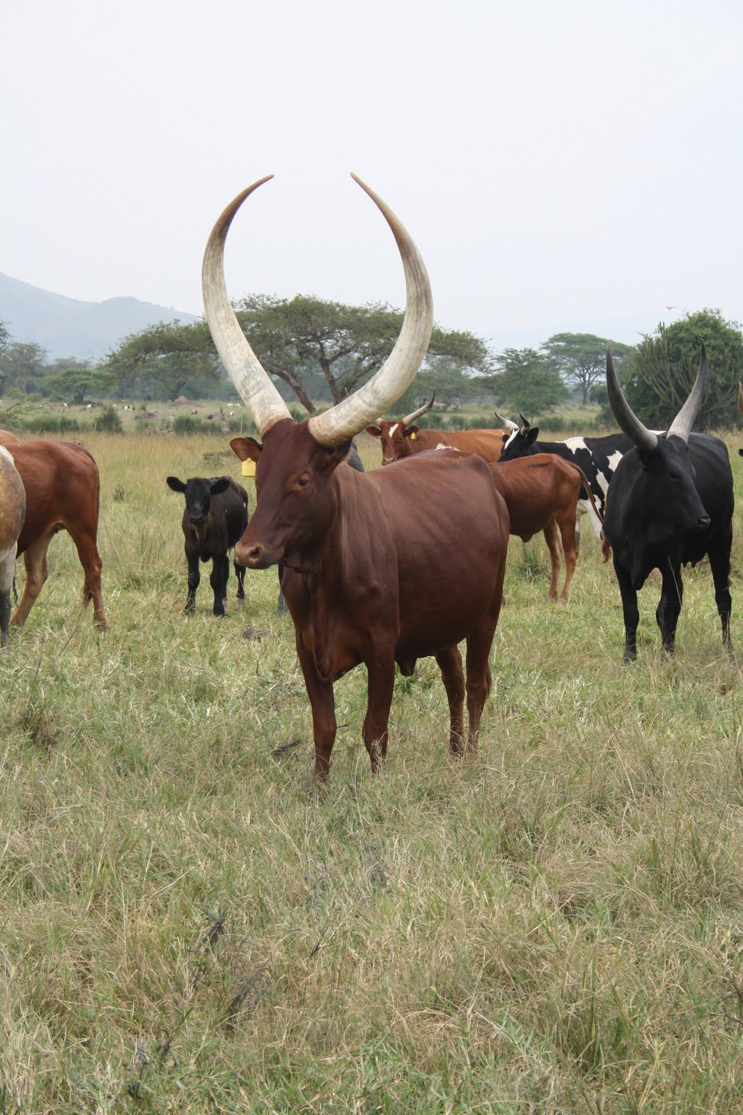 Pam and Tanner return to Uganda