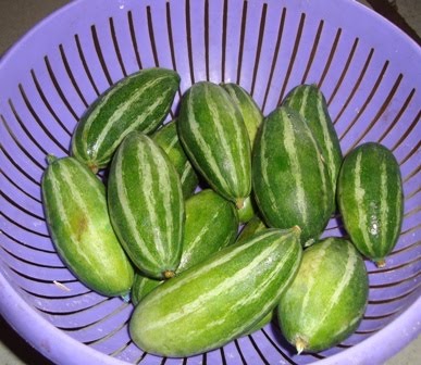 Didibhai’s Kitchen: Aloo Potol-er Dalna – Curried Potatoes and Parwal