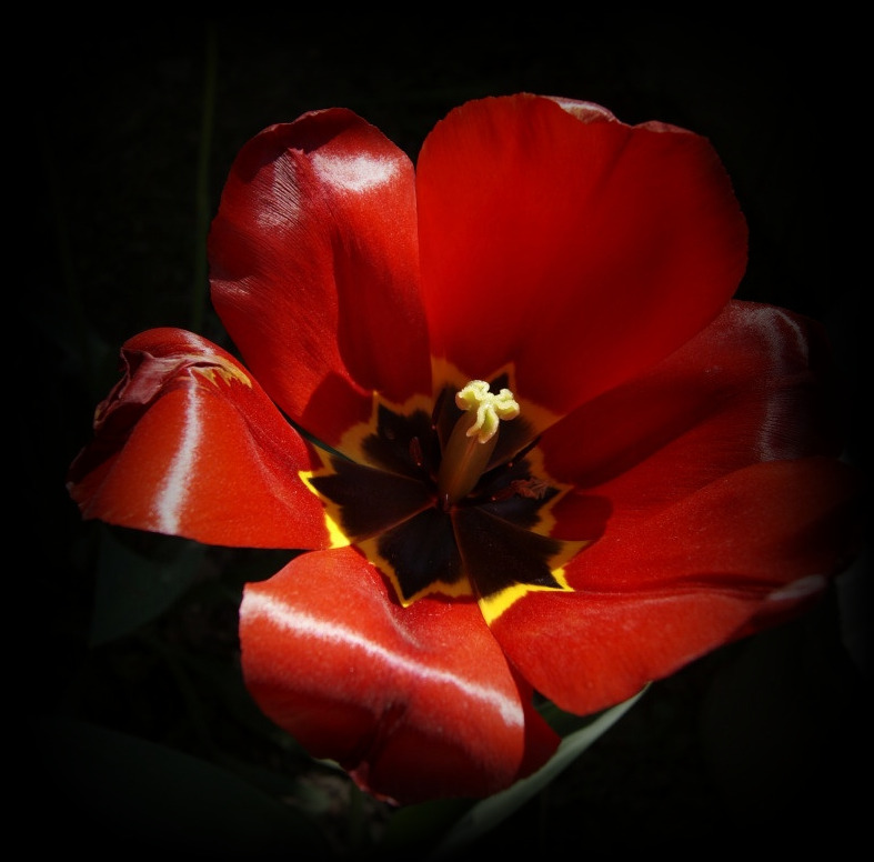 (c)Photography beyond words,poze,fotografii,photo from Romania: Lalea ...