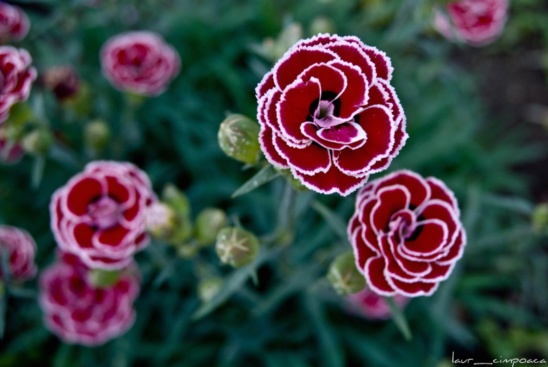 -fotografie-: Garofita de gradina Dianthus plumarius