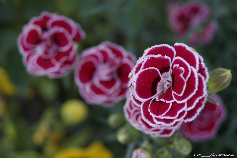 -fotografie-: Garofita de gradina Dianthus plumarius