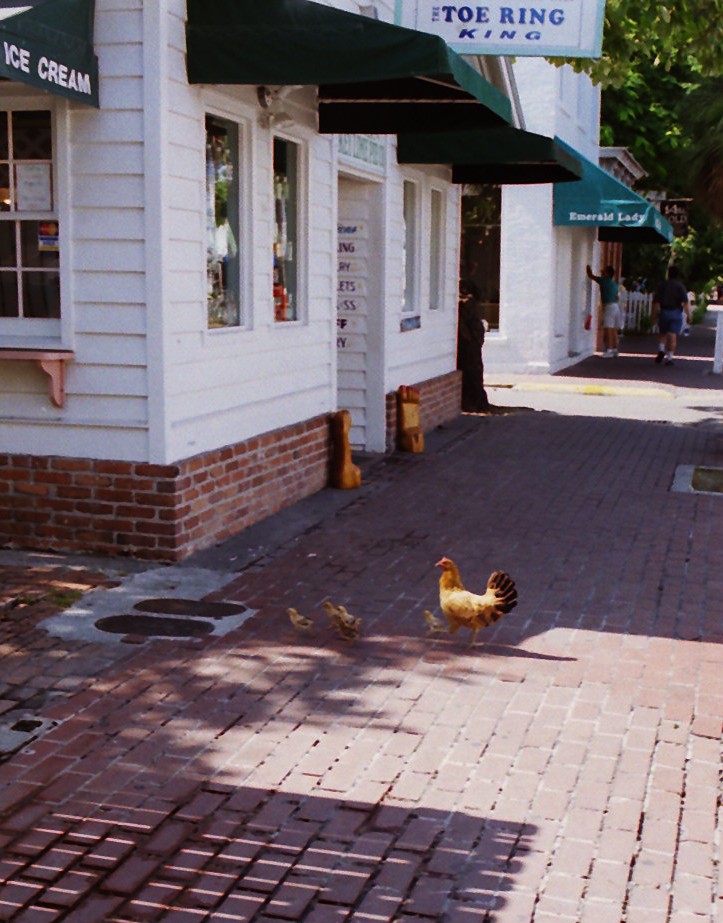 Photographs by Joe: Key West 101