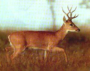 .Bosque.: .Animales.