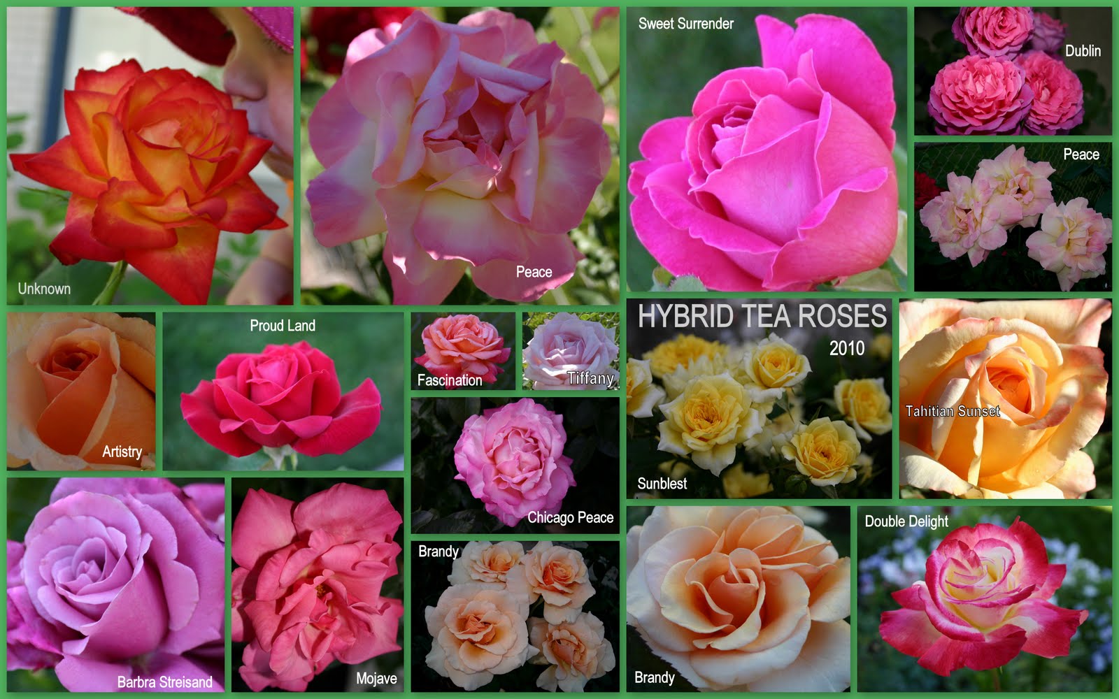 HYBRID TEA ROSES - Sowing the Seeds