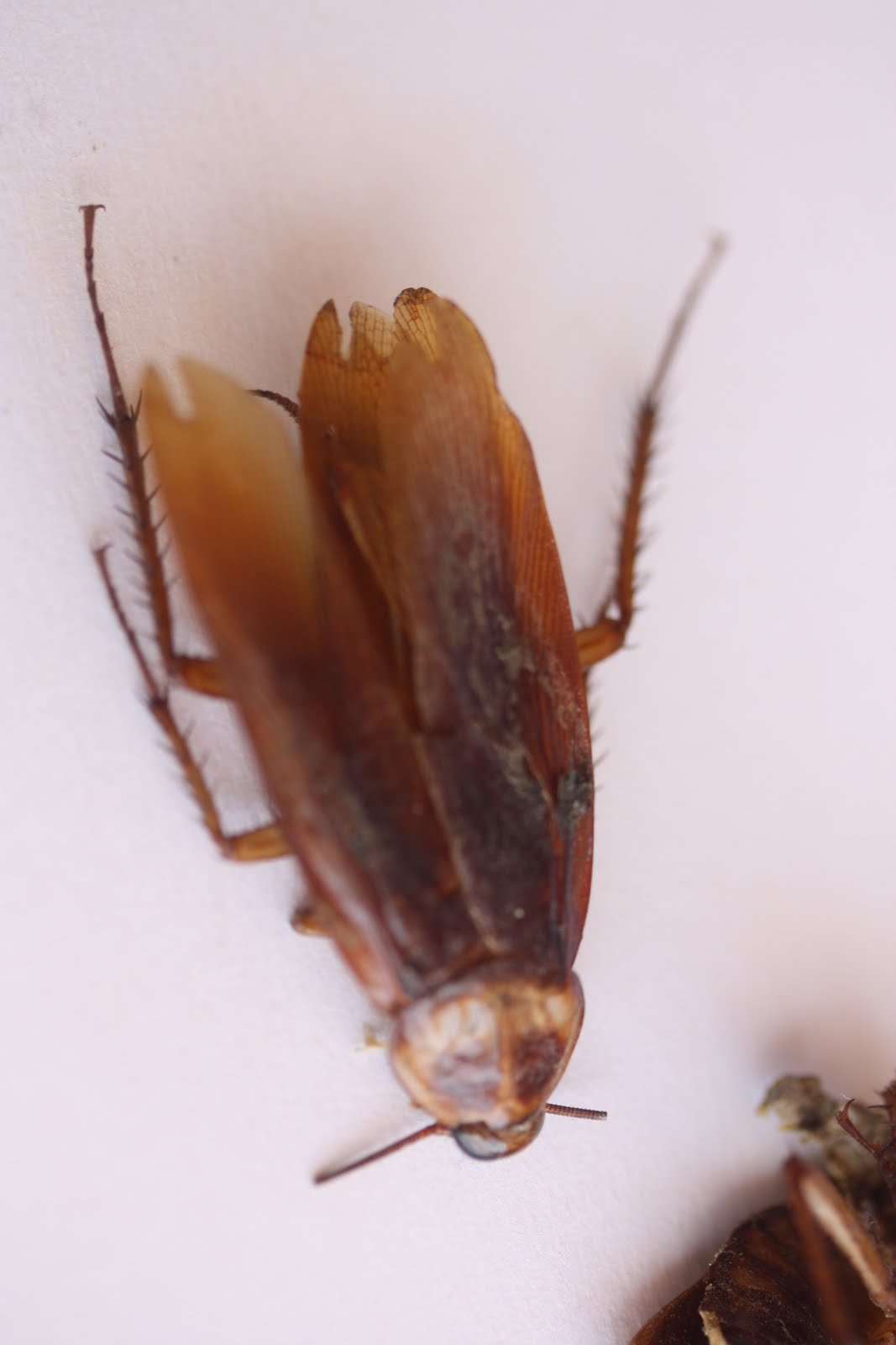 Butterflies,fish and Insects of Egypt: Periplaneta americana, American ...