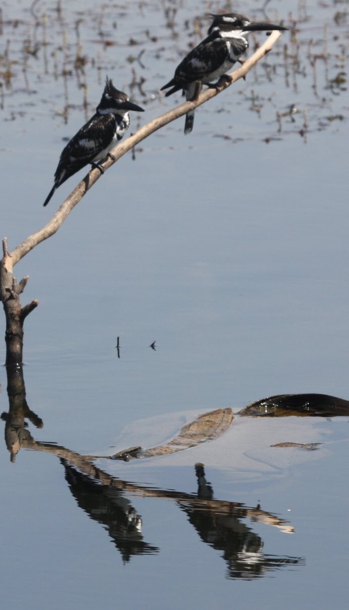 Birding in Egypt: 3/5/10 birds on the river Nile