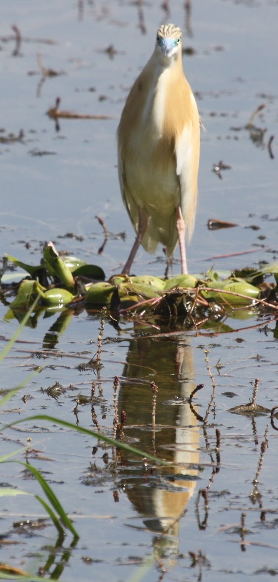 Birding in Egypt: 3/5/10 birds on the river Nile