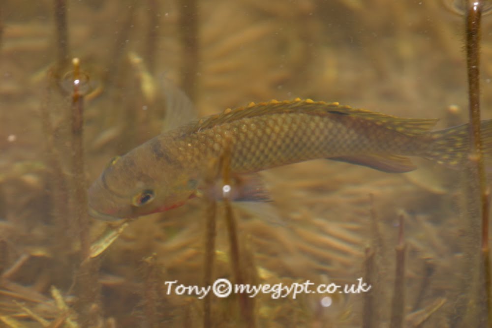 egypt wildlife 2: Nile fish, Whats on where