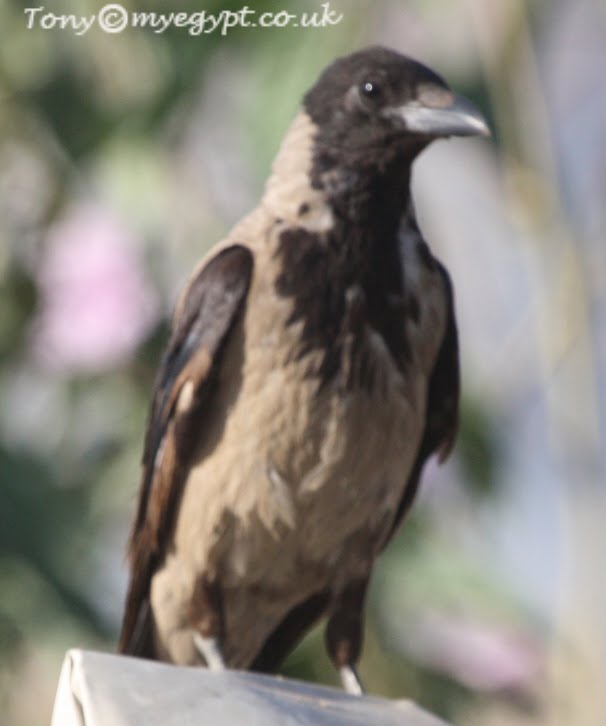 Birding in Egypt: Hooded crow, corvus coronecornix,
