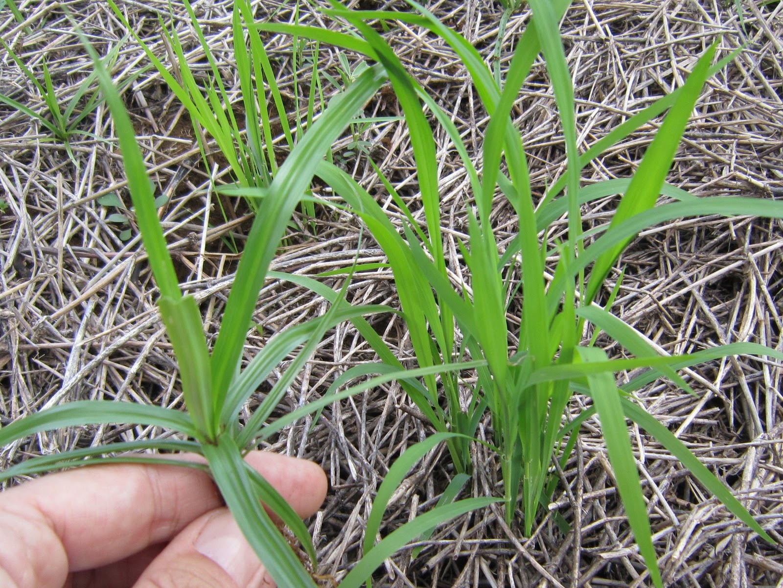 Susanne in Madagascar: Growing Rice for Dummies