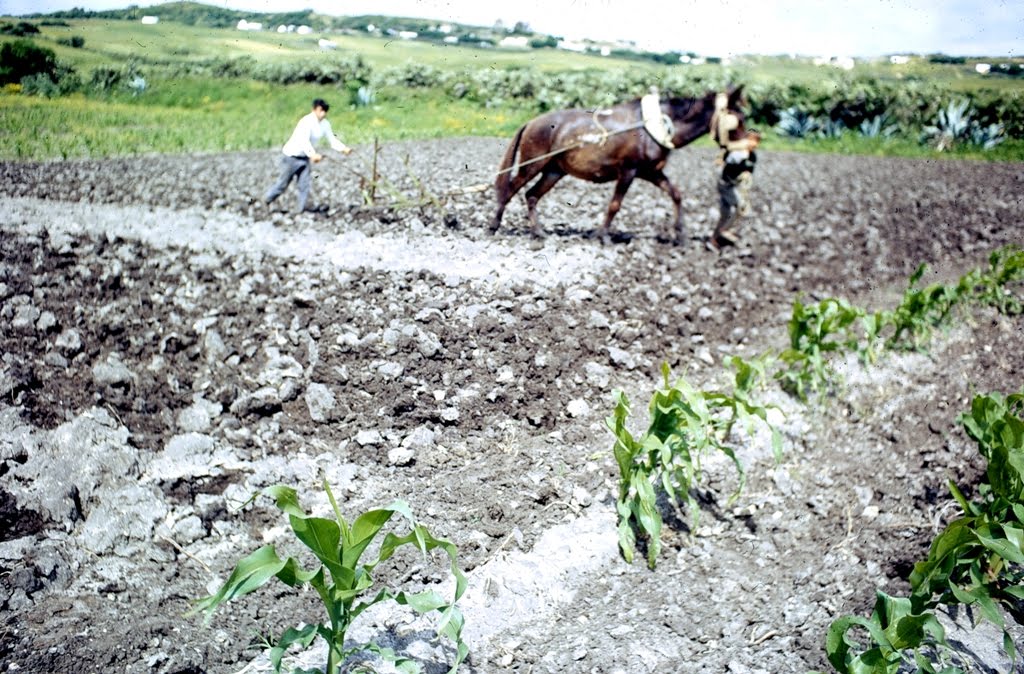 ¿Qué es una besana? - El blog de salus