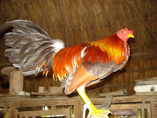 gallos finos 1200c40: pollo canelo