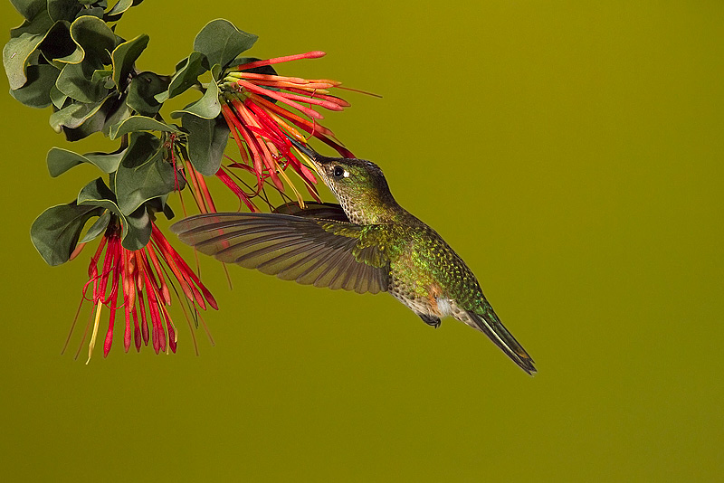 Birding, Bird Watching, Patagonia Argentina: Sephanoides sephaniodes ...