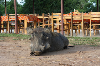 Uganda Adventure: Warthog in Camp