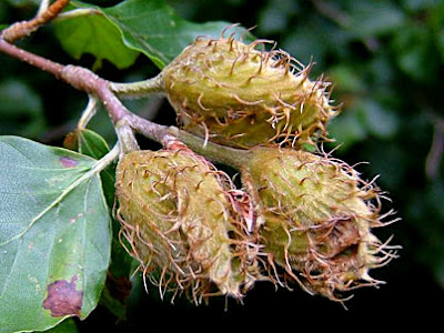 WOODEN SPOON INSPIRED FROM NATURE: cate-un arbore o data - Fagul.