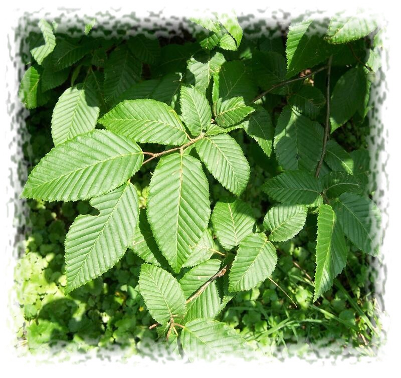 WOODEN SPOON INSPIRED FROM NATURE: Carpenul, pentru ca-i simplu si tare