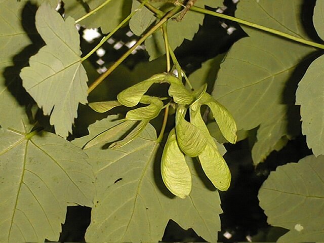 Artarul | Depozitul de cherestea