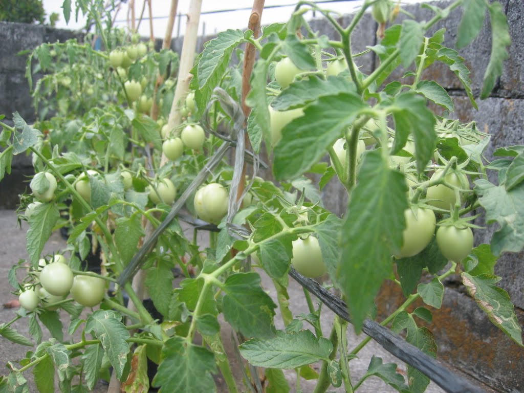 KAMALIG ni EGAY: Ang Rooftop Garden Ni Johnny