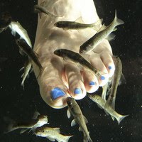 Health & Wellness Infozone: Flesh-Eating Fish Pedicures Are Unsanitary!