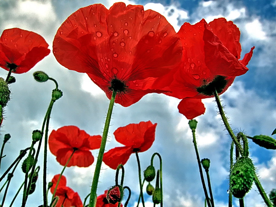 Poezia Iubirii: Maci