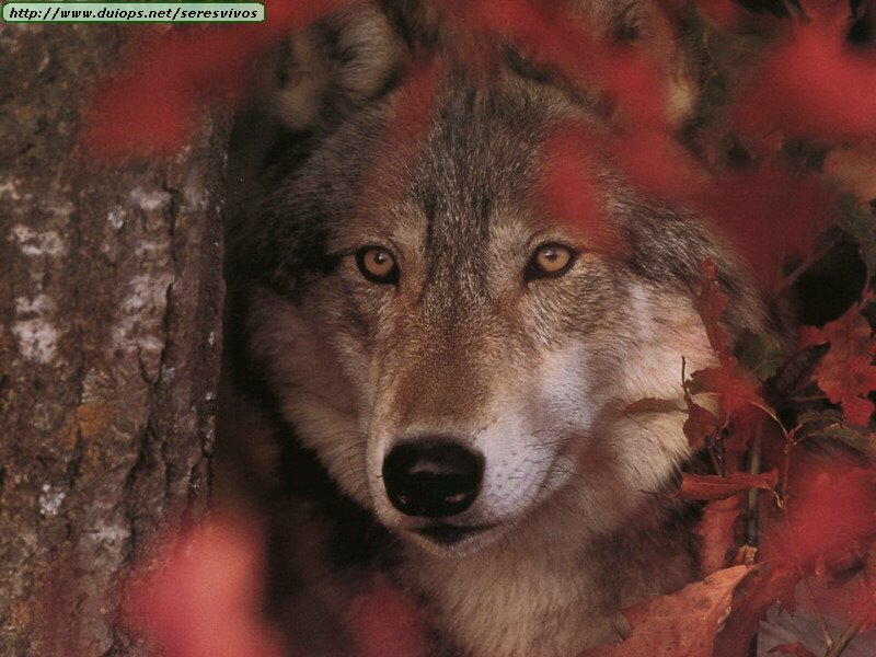 LITERATUM: LOBO ROJO