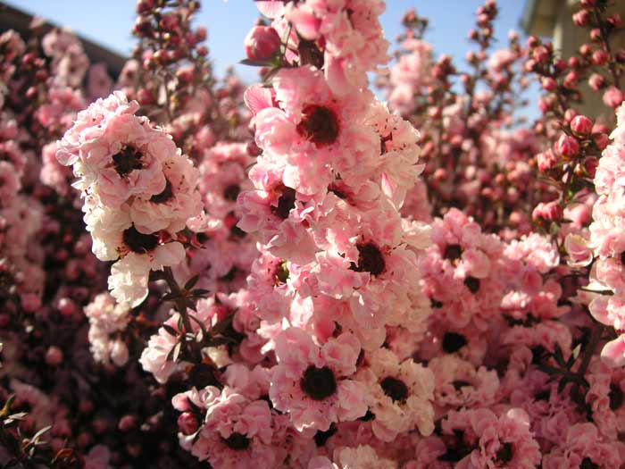 A. Perri Farms: PINK LEPTO