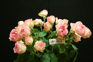 A. Perri Farms Exclusive Garden Rose Collection: Carmeline