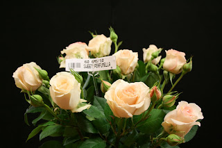 A. Perri Farms Exclusive Garden Rose Collection: Sweet Perfumella