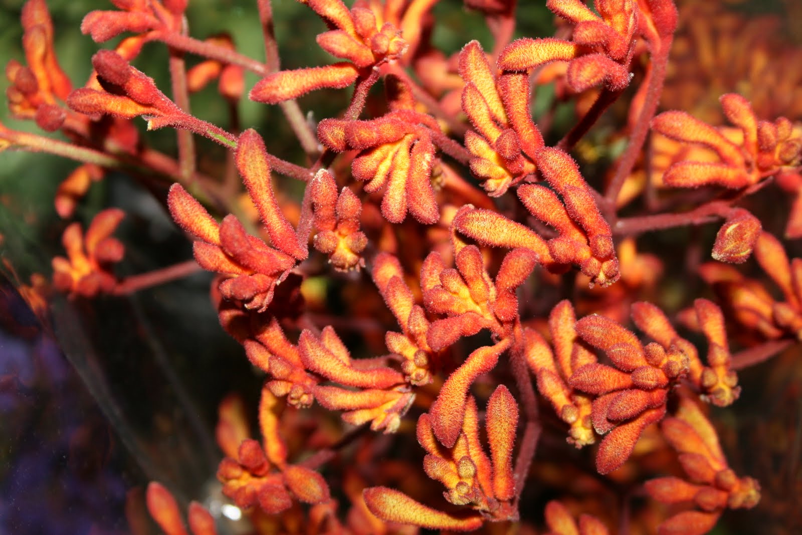 A. Perri Farms: ORANGE KANGAROO PAW