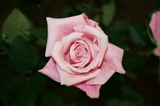 A. Perri Farms Rosa Prima Rose Collection: Hot Escimo