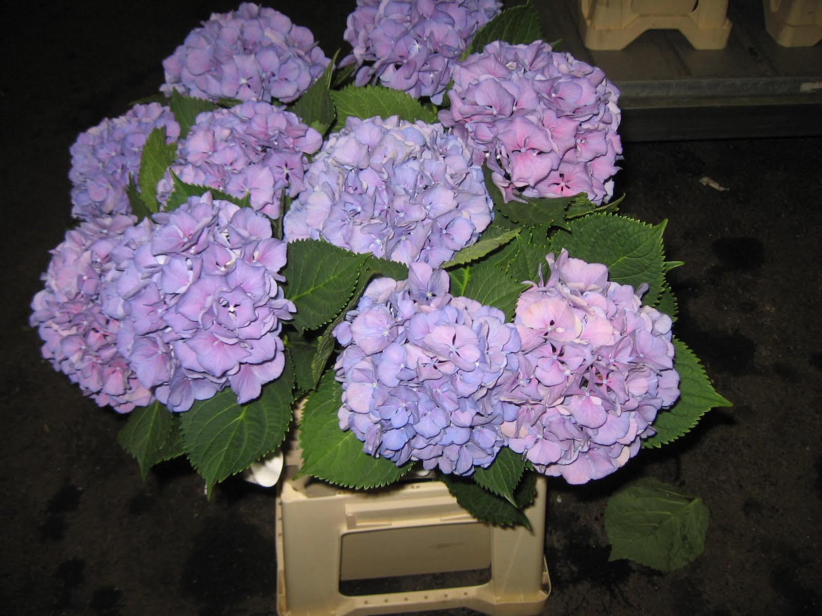A. Perri Farms: HYDRANGEA GLOWING ALPS PAARS