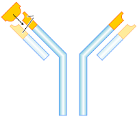 Allergy Notes: Higher IgE Levels Associated with More Severe Asthma