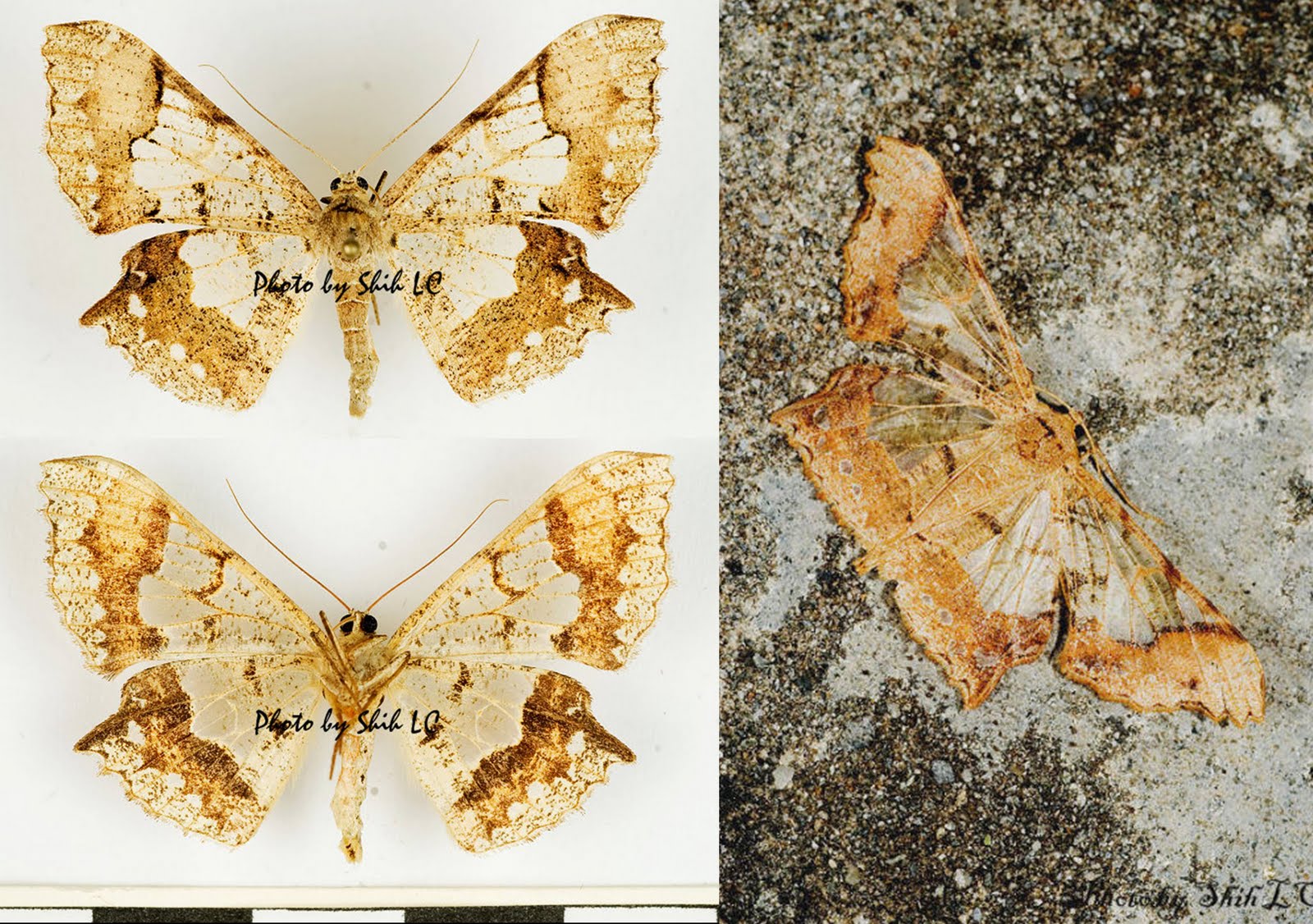 臺灣蛾訊 MOTHS of Taiwan: Krananda semihyalina Moore, 1867 玻璃尺蛾
