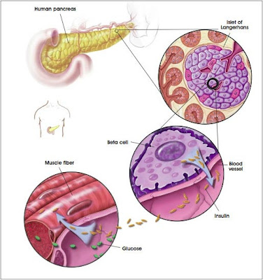 FISIOLOGIA UVM: Páncreas