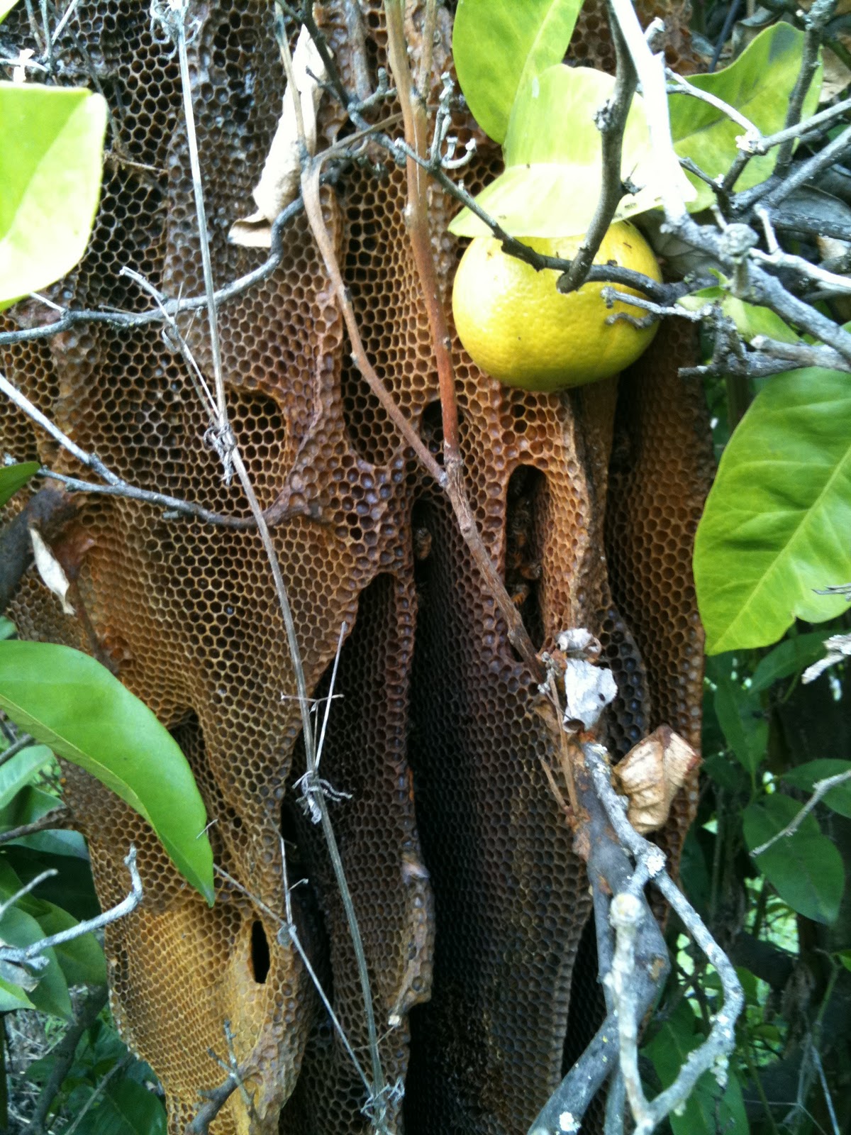 Soul Flower Farm: Bees