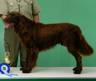 PUPPY CARE CENTER: Deutsch Langhaar GERMAN LONG-HAIRED POINTING DOG ...