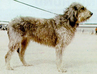 PUPPY CARE CENTER: GRIFFON NIVERNAIS Puppy Care Center and The dog ...