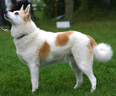 PUPPY CARE CENTER: NORRBOTTENSPITZ Norrbottenspets Puppy Care Center ...