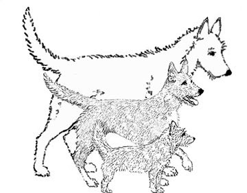 PUPPY CARE CENTER: Podengo Portugues PORTUGUESE WARREN HOUND ...