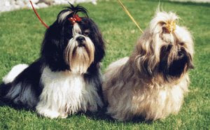 PUPPY CARE CENTER: Petit Chien Lion LOWCHEN LITTLE LION DOG Puppy Care ...