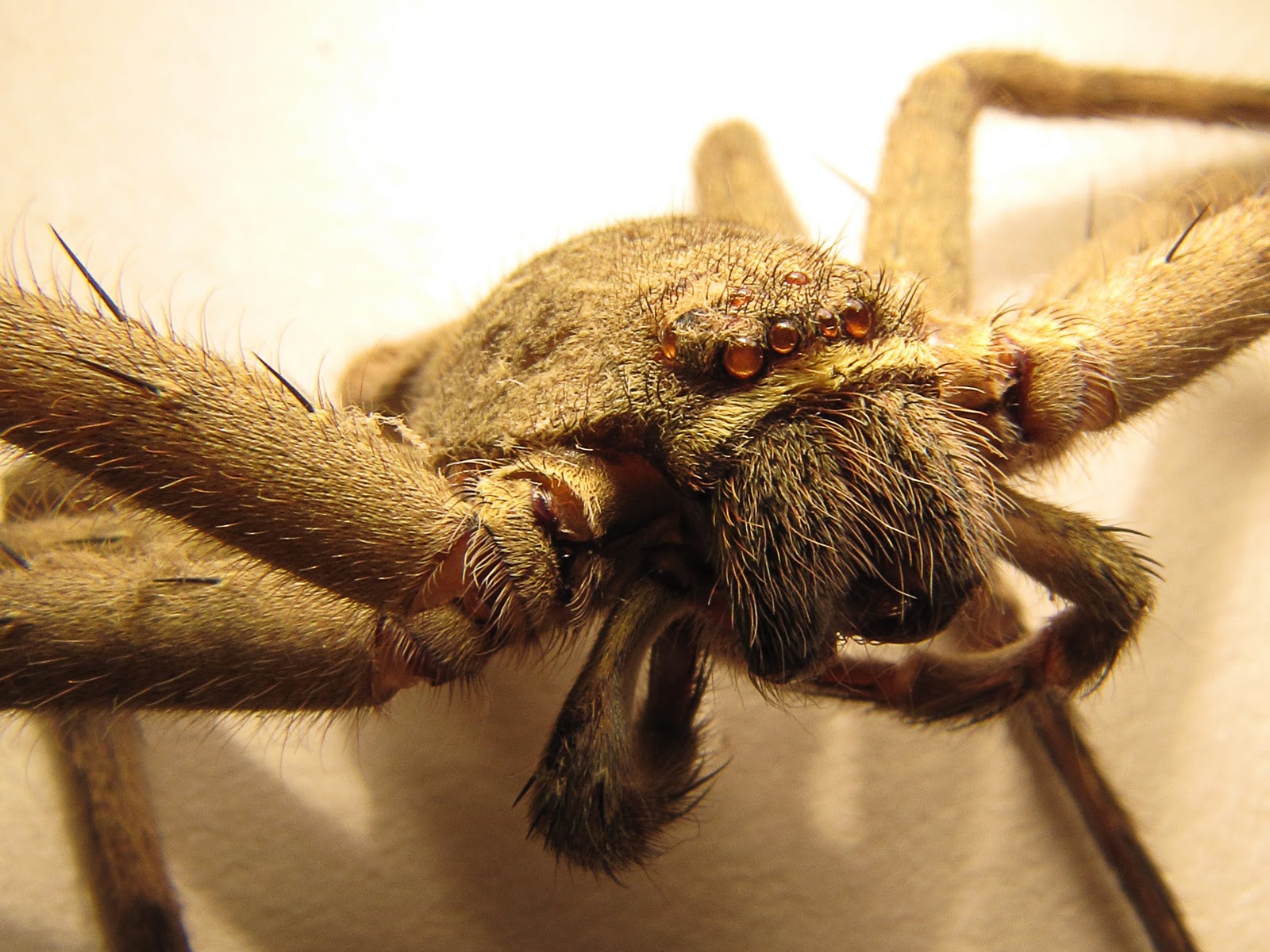 painting by numbers: Adi's Mexican Spider