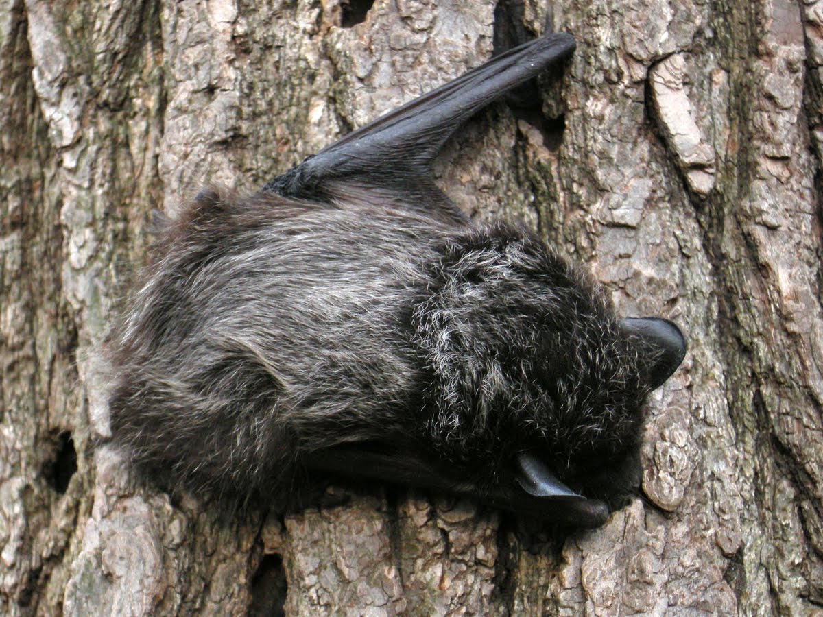 Divinipotent Daily: The Bats of Gotham