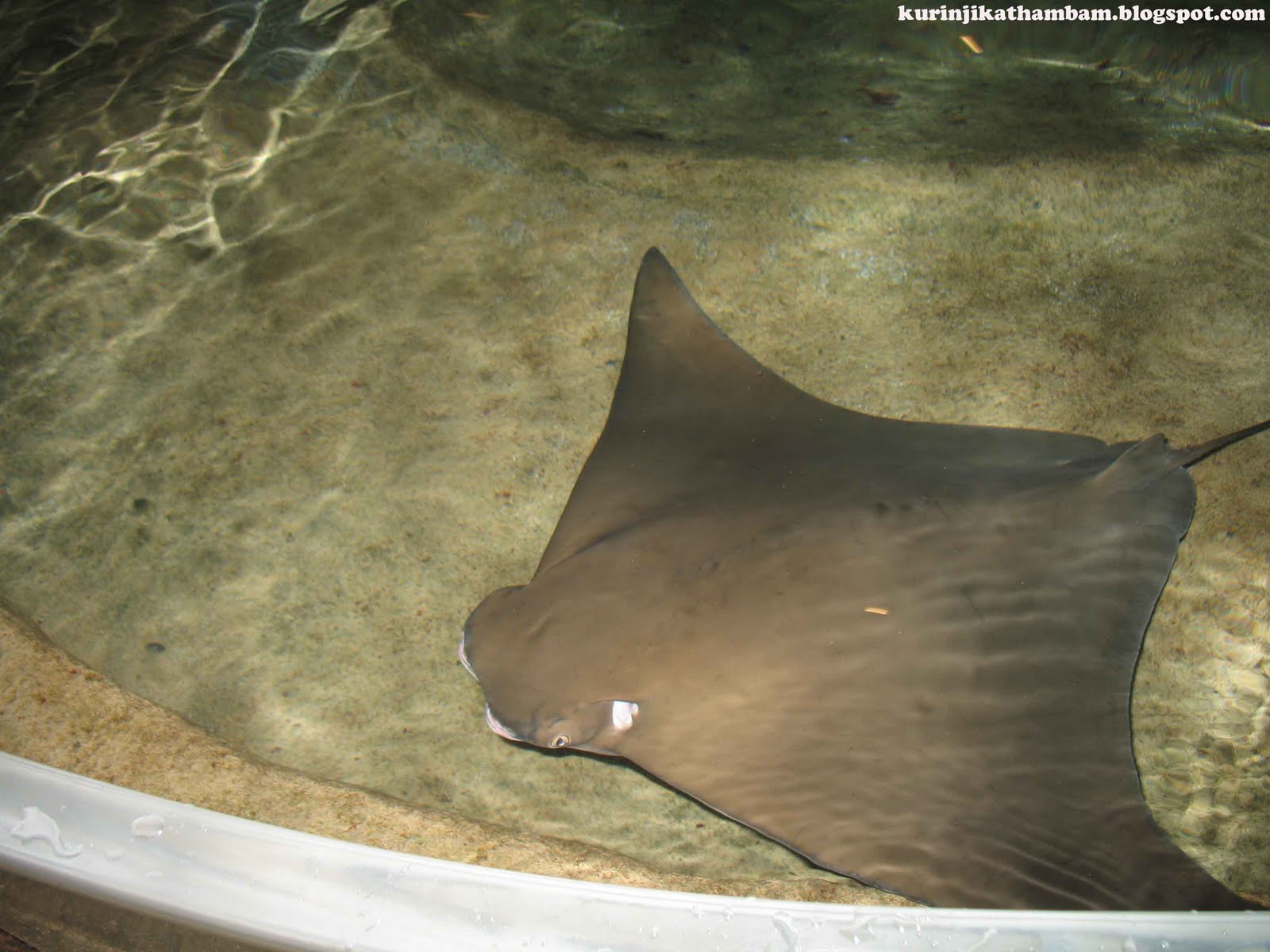 Ray Fish ~ Kurinji Kathambam