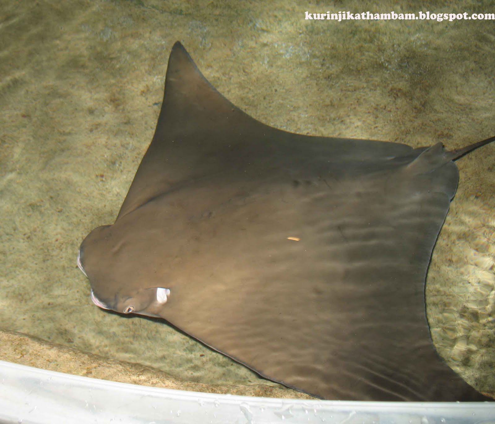 Ray Fish ~ Kurinji Kathambam