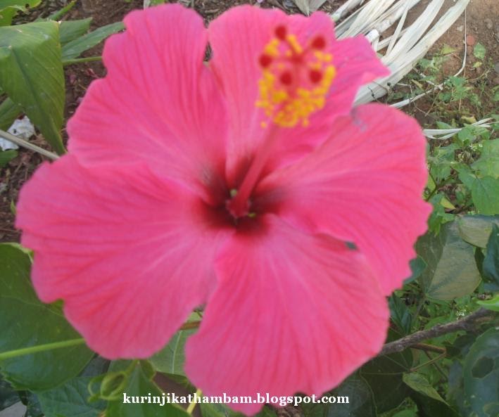 Hibiscus / Sembaruththi Poo from my Garden ~ Kurinji Kathambam