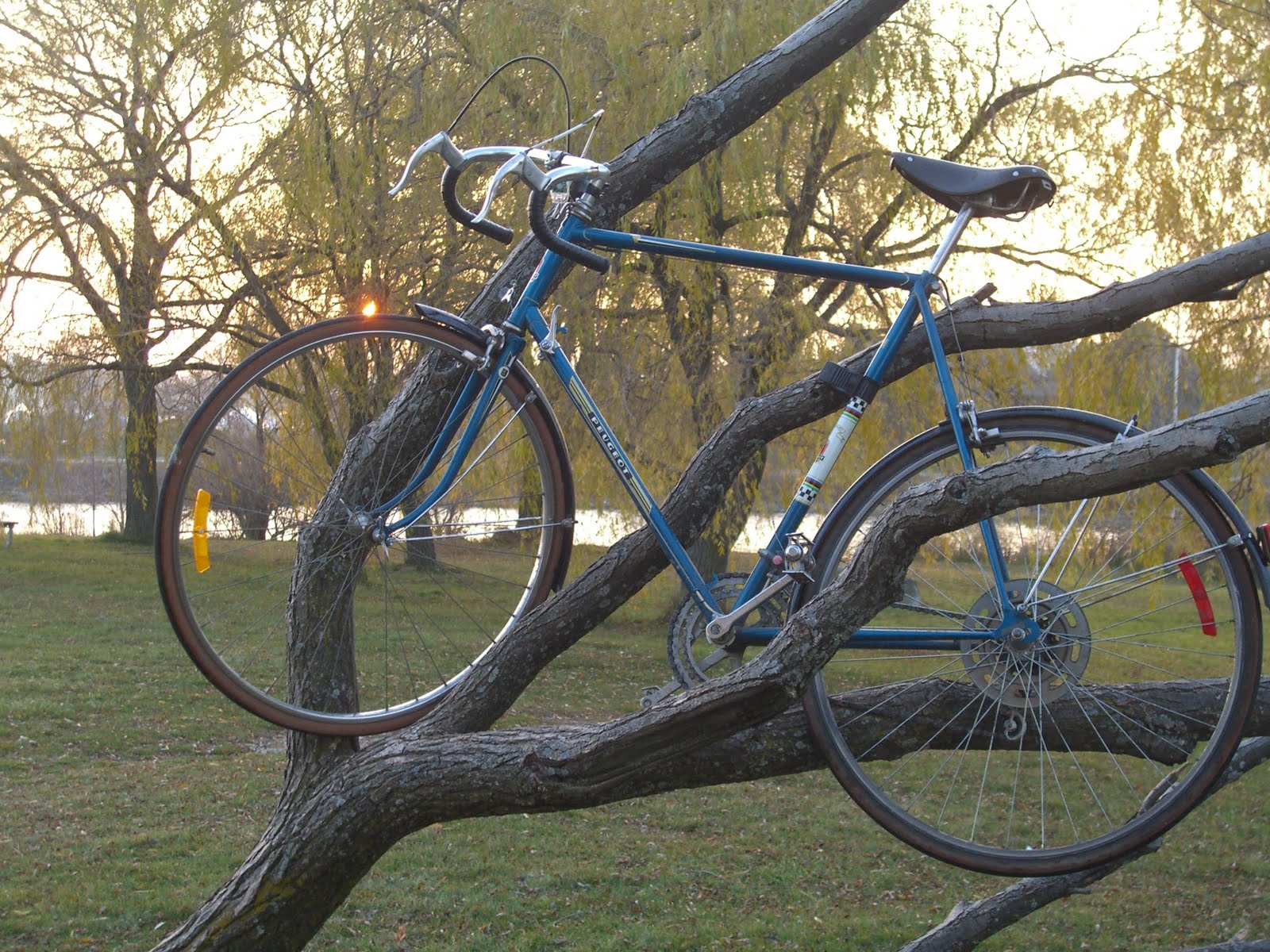 The Bedroom Cyclist: Bikes in Trees: A Cautionary Tale