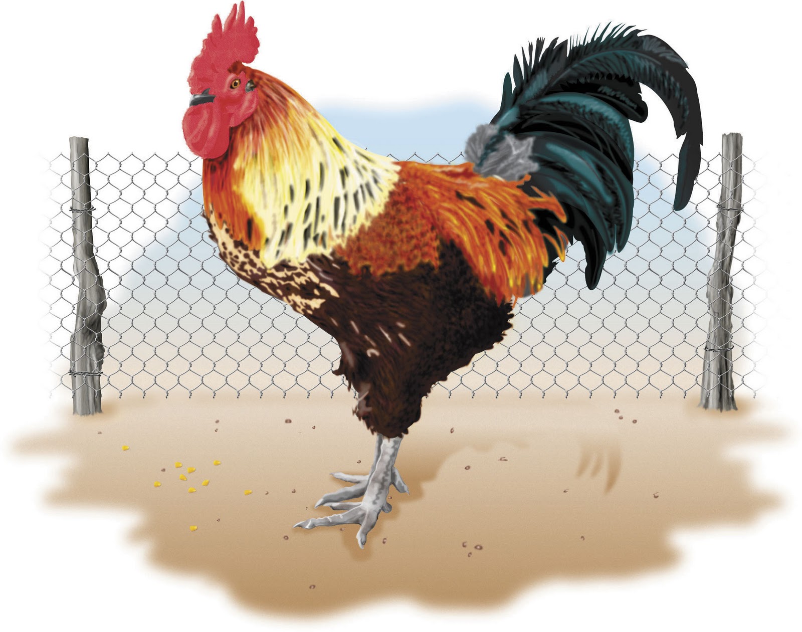 Momentum Design: Rooster Illustration