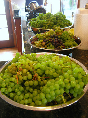 Jillicious Discoveries: Harvesting the Grapes