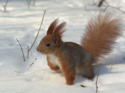 Content in a Cottage: Another Photo Of An English Squirrel