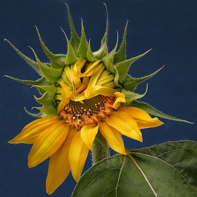 Stunning capture of an emerging sunflower. It looks as if it's hiding ...